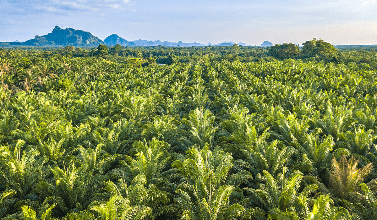 Top 10 Causes Of Deforestation top-10-causes-of-deforestation